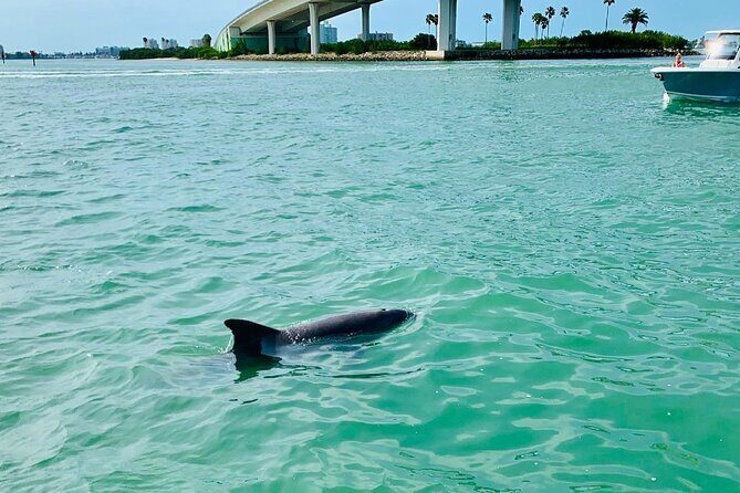 Clearwater Beach Private Pontoon Boat Tour for six - Step-by-Step: What Your Typical Day Looks Like