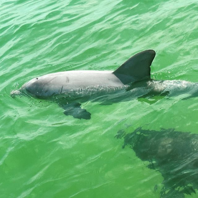 Clearwater Beach Private Pontoon Tours - An Overview of Clearwater Beach Private Pontoon Tours