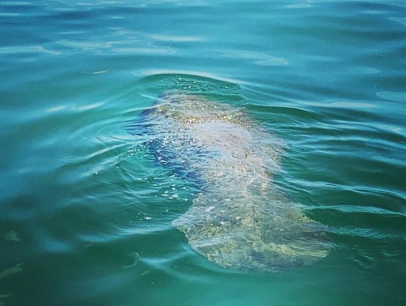 Clearwater Beach Private Pontoon Tours - What Travelers Say