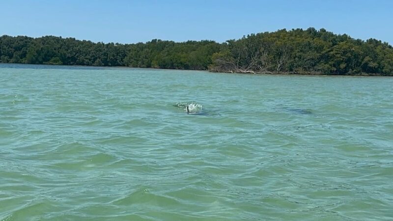 Clearwater: Dolphin Jet Ski Tour - 1 SKI FOR UP TO 3 PEOPLE - Key Points