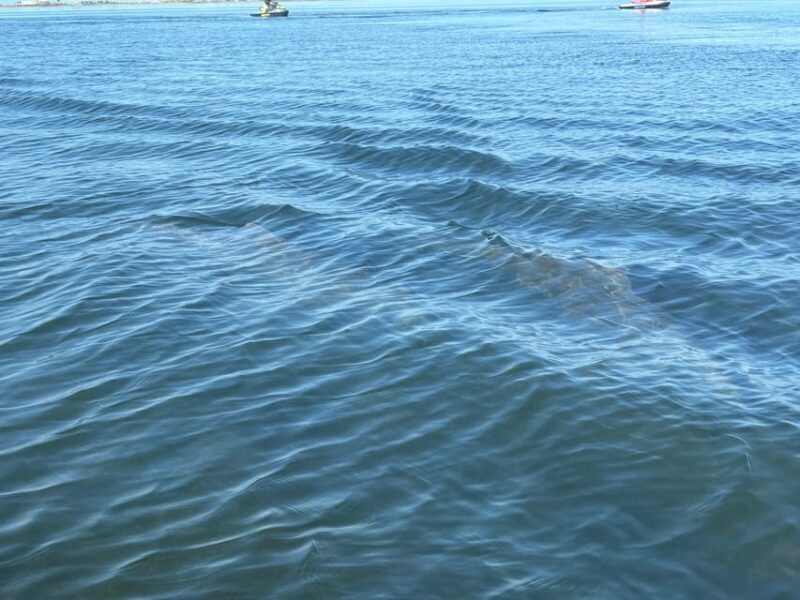 Clearwater: Dolphin Jet Ski Tour - 1 SKI FOR UP TO 3 PEOPLE - FAQs
