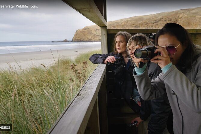 Clearwater Private Penguin & Wildlife Tour from Port Otago (5hrs) - Visiting the Fur Seal Colony: Close Encounters with Playful Pups