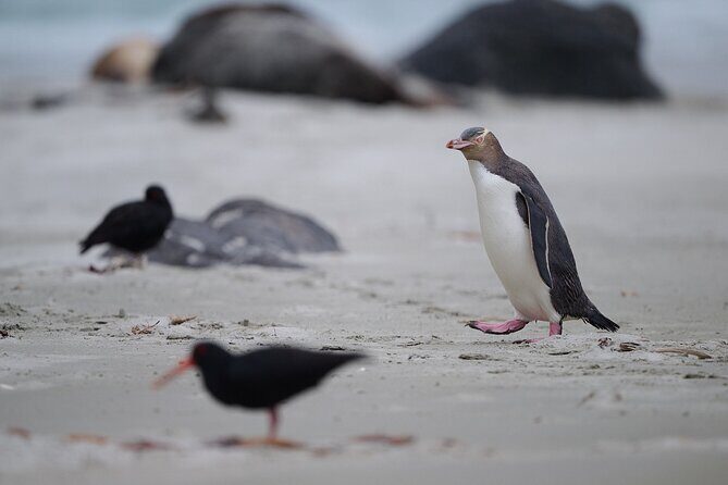 Clearwater Private Penguin & Wildlife Tour from Port Otago (5hrs) - Wildlife Vine: Birds, Sea Lions, and Albatrosses