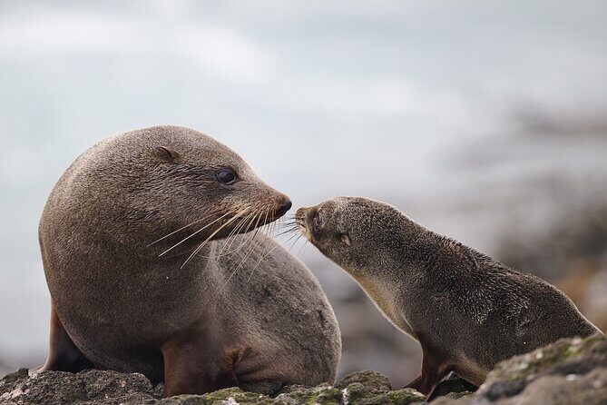 Clearwater Private Penguin & Wildlife Tour from Port Otago (5hrs) - Scenic Highlights and Local Landmarks