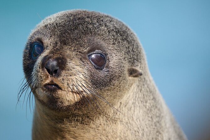 Clearwater Private Penguin & Wildlife Tour from Port Otago (5hrs) - Final Thoughts