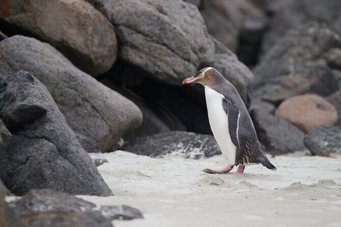 Clearwater Wildlife Tours (small group 10max) Otago Peninsula - The Sum Up