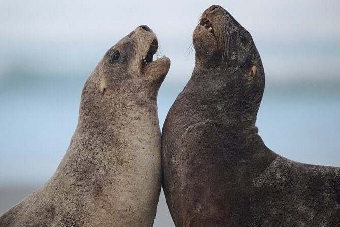 Clearwater Wildlife Tours (small group 10max) Otago Peninsula - An Introduction to the Otago Peninsula Wildlife Tour