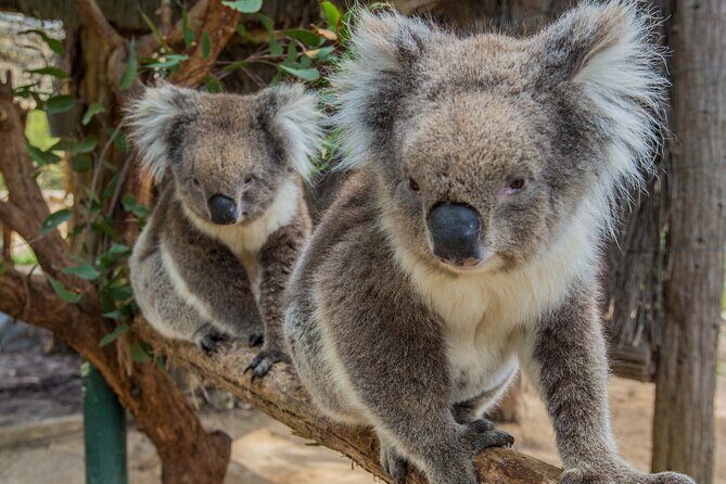 Cleland Wildlife Park Experience - from Adelaide including Mt Lofty Summit - The Itinerary in Detail