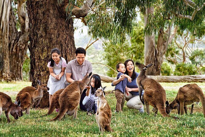 Cleland Wildlife Park Experience - from Adelaide including Mt Lofty Summit - The Value of This Tour