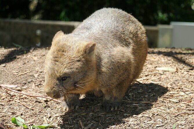 Cleland Wildlife Park Experience - from Adelaide including Mt Lofty Summit - The Sum Up
