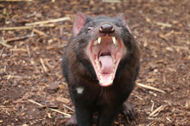 Cleland Wildlife Park Experience with Mount Lofty Summit - The Sum Up: Who Should Consider This Tour?