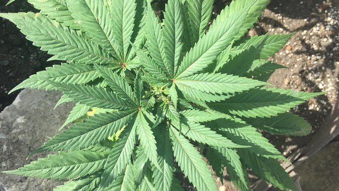 Cliff jumping and Sunsets - The Experience: Authentic, Lively, and Brief