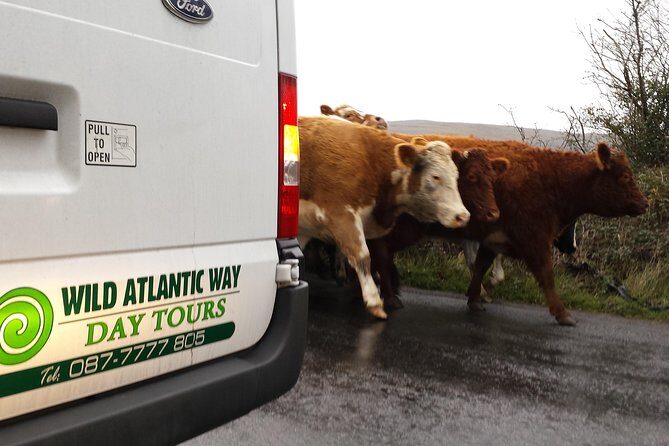 Cliffs of Moher & Burren Day Tour with a 2 hour stop at Cliffs - FAQ