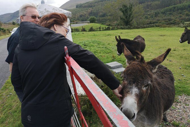Cliffs of Moher & Galway Bay private tour or Galway city day trip - Key Points