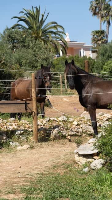 Cliffside Horseback Riding in the Algarve - Frequently Asked Questions