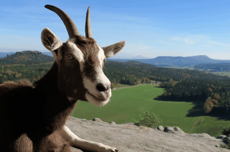 Climb the mountains together with goats - FAQ