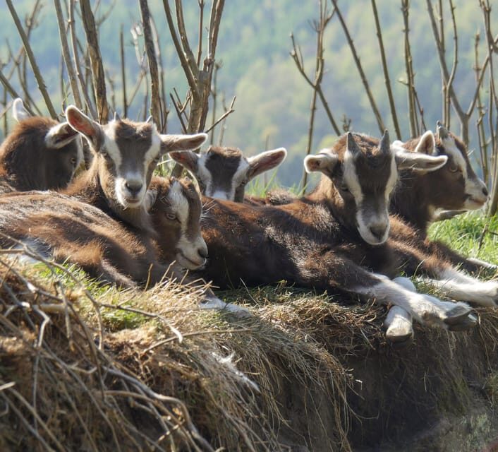Climb the mountains together with goats - Final word