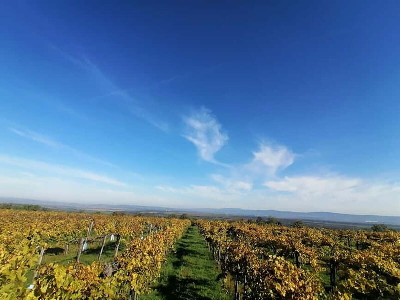 Close to Budapest:Wine Tasting in a Small Cozy Family Winery - Practical Tips for Visiting