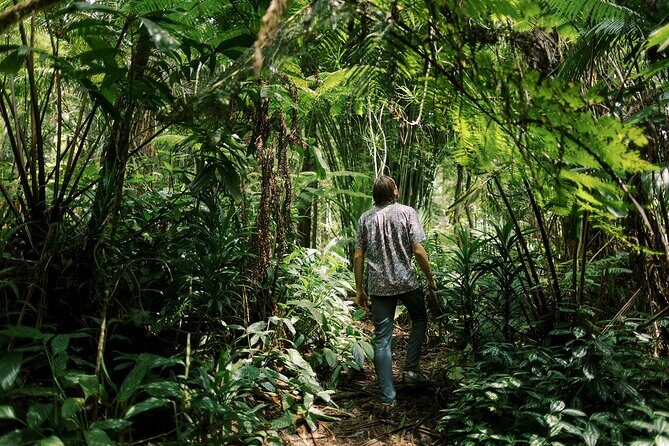 Cloud Forest Sanctuary Jungle Tour - Key Points