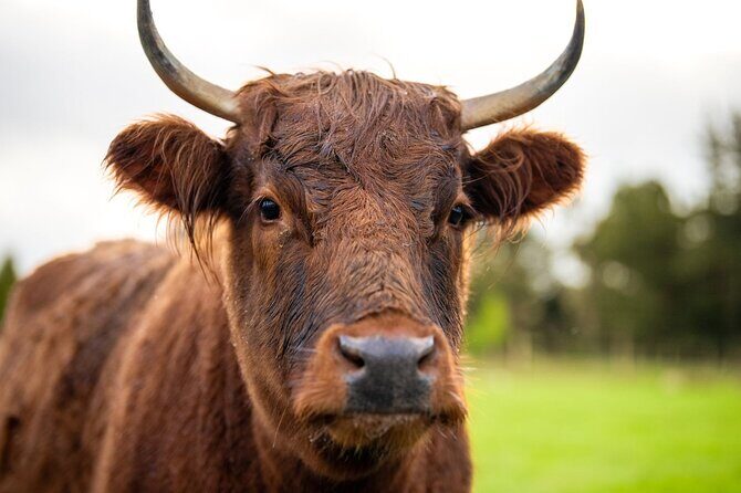 Coach Farm Tour and Milford Sound Nature Cruise from Queenstown - The Day Unfolds – A Detailed Look