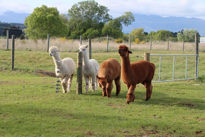Coach Farm Tour and Milford Sound Nature Cruise from Queenstown - FAQ