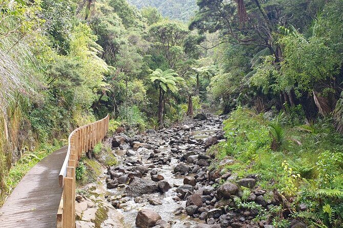 Coast and Rainforest Eco-Tour from Auckland with Picnic Lunch - Key Points