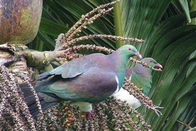 Coast and Rainforest Eco-Tour from Auckland with Picnic Lunch - Who Will Love This Tour?