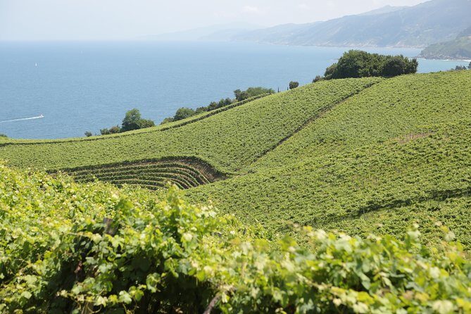 Coast, fish and txakoli wine - A Full Breakdown of the Experience
