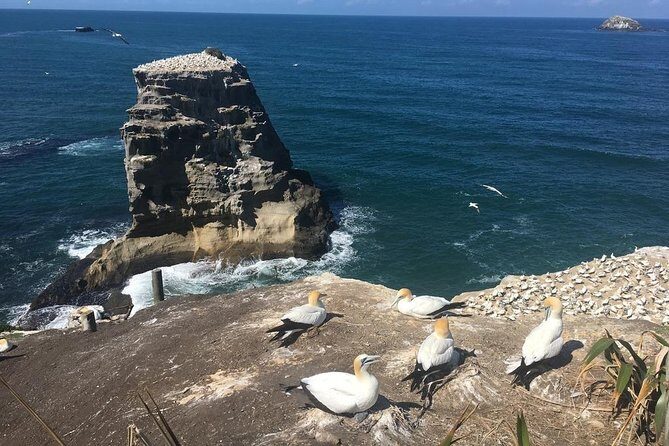 Coast to Coast Private Eco Tour - Is This Tour Right for You?
