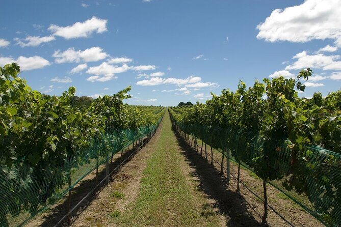 Coastal Scenic Food & Wine Trail - The Sum Up