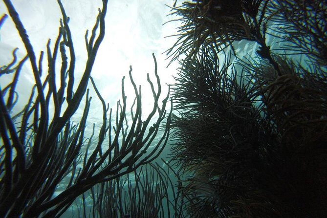 Coastline Snorkel and BBQ - FAQ