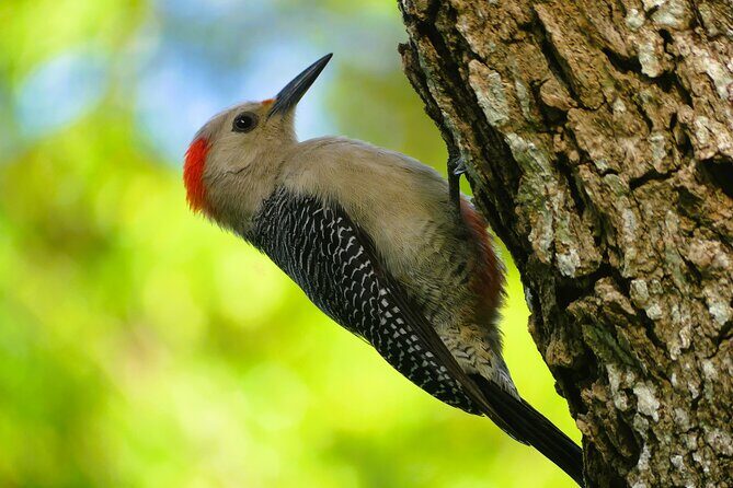 Coba and Punta Laguna Guided Birdwatching Private Tour - Analyzing the Value