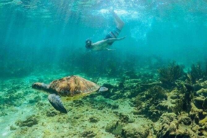 Coba Mayan Ruins and Sea Turtles Snorkeling with Lunch - Frequently Asked Questions