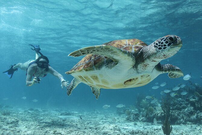 Coba Mayan Ruins and Sea Turtles Snorkeling with Lunch - Final Thoughts