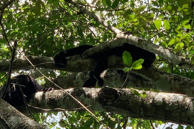 Coba Ruins and Punta Laguna Monkey Reserve Day Tour from Tulum - Who This Tour Is Best For