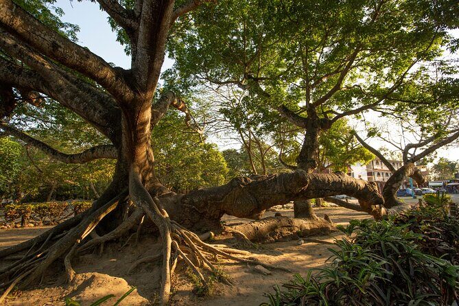 Coba Ruins: Self-Guided Walking Audio Tour in Mexico - Who Will Appreciate This Tour?
