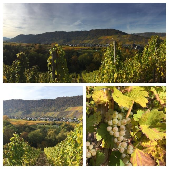 Cochem, Moselle: Wine experience hike with boat - Key Points