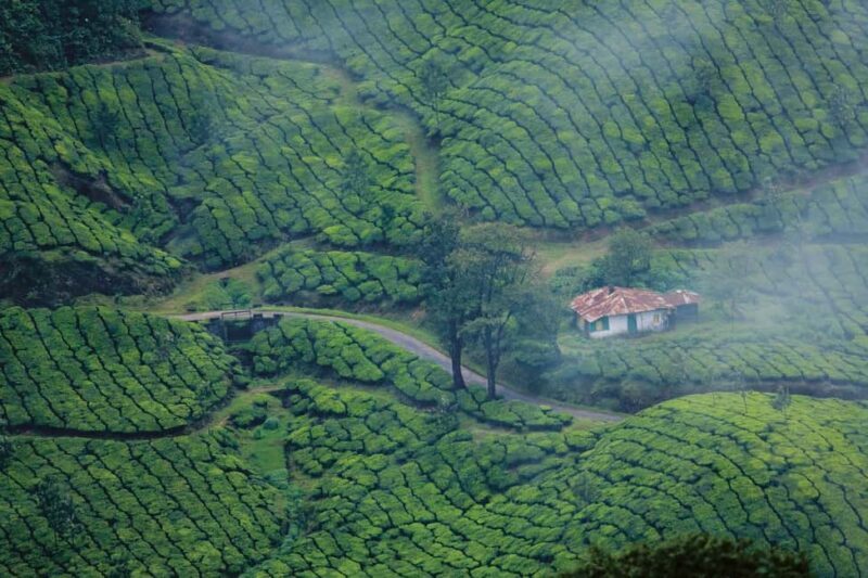 Cochin: 5-Day Kerala Tour with Munnar, Thekkady and Alleppey - Practical Details and Tips