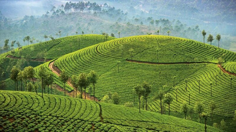 Cochin: 5-Day Kerala Tour with Munnar, Thekkady and Alleppey - FAQ about the Cochin: 5-Day Kerala Tour