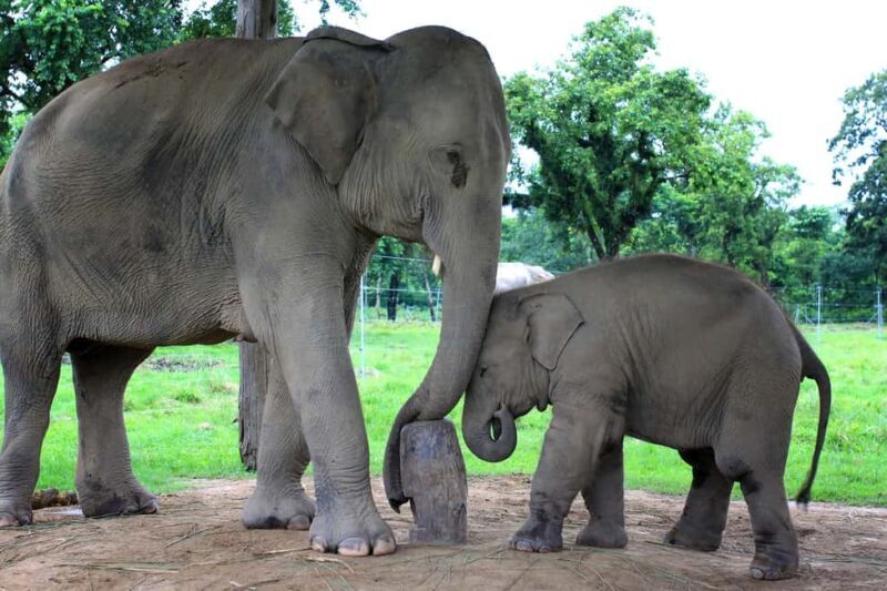 Cochin: 5-Day Private Tour of Munnar, Alleppey & Backwaters - Key Points