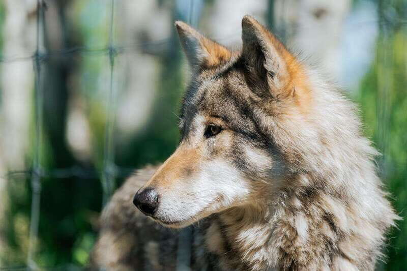 Cochrane: Yamnuska Wolfdog Sanctuary Tour - A Closer Look at the Experience
