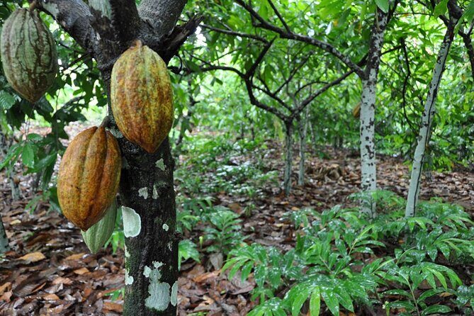 Cocoa & Artisan Chocolate Route with an Historical Tour in Puerto Plata City - Key Points