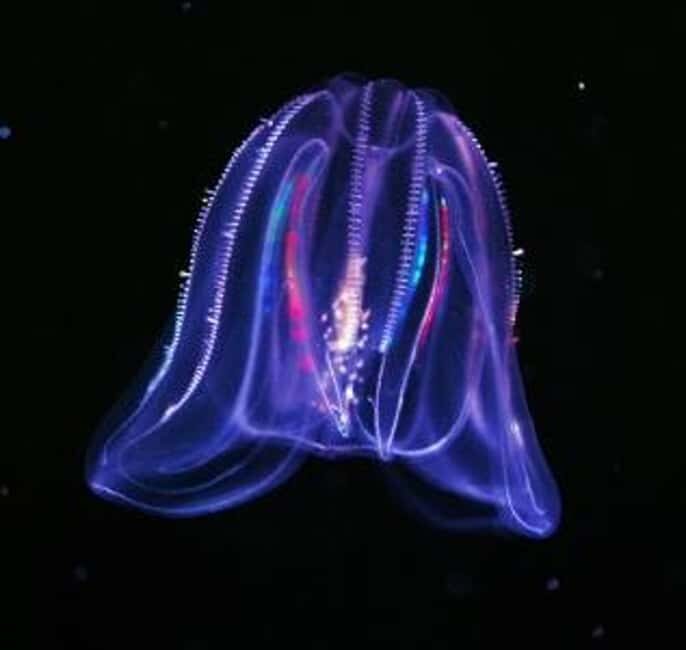 Cocoa Beach: Clear Kayak Sunset & Bioluminescence Tour - Who Should Consider This Tour