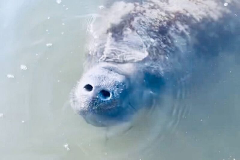 Cocoa Beach: Dolphin and Manatee Kayak or Paddle Tour - Key Points