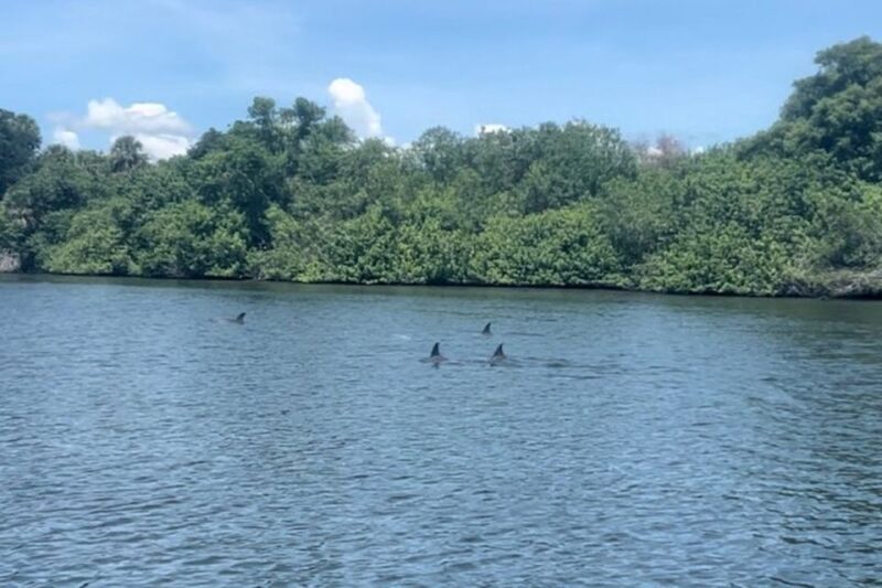 Cocoa Beach: Dolphin and Manatee Kayak or Paddle Tour - Why Choose This Tour?