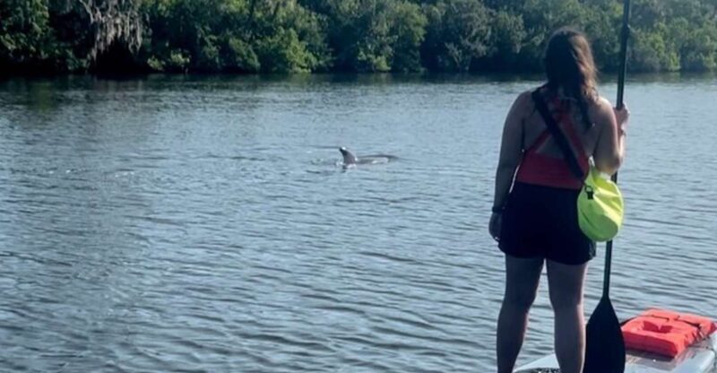 Cocoa Beach: Dolphin and Manatee Kayak or Paddle Tour - Wildlife and Scenery Highlights
