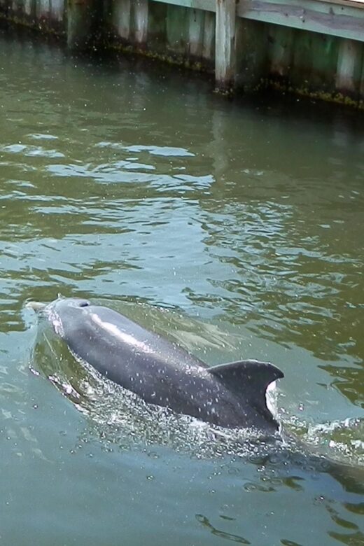 Cocoa Beach Dolphin and Wildlife Tour - The Balance of Value and Experience