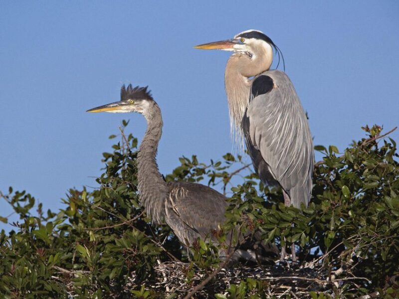 Cocoa Beach Dolphin and Wildlife Tour - Detailed Breakdown of the Experience