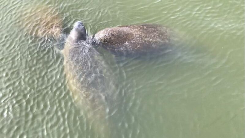 Cocoa Beach Dolphin and Wildlife Tour - Who Will Love This Tour?