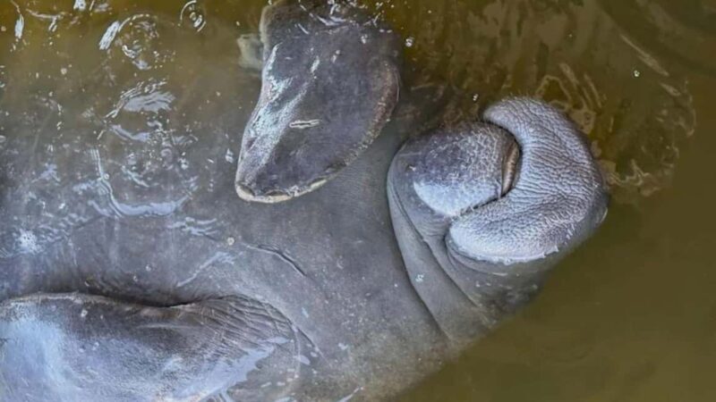 Cocoa Beach: Dolphin & Manatee Pontoon Cruise - Experience the Wonders of Florida’s Space Coast with a Dolphin & Manatee Pontoon Cruise